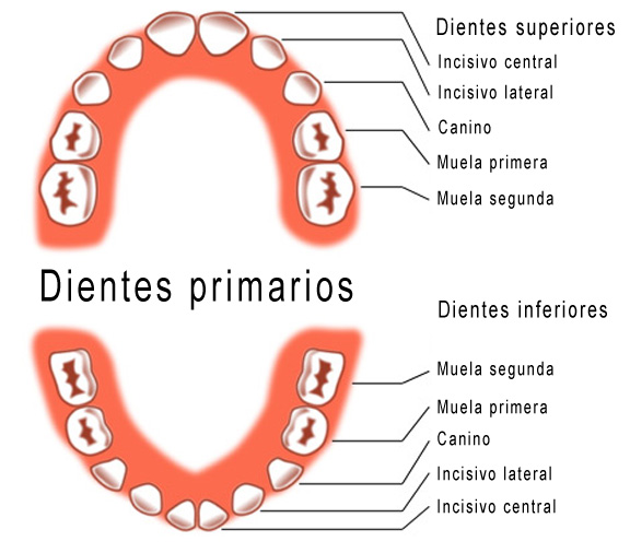 PIEZAS DENTALES Qu Son Las Piezas Dentales PIEZAS DENTALES Qu Son Las Piezas Dentales